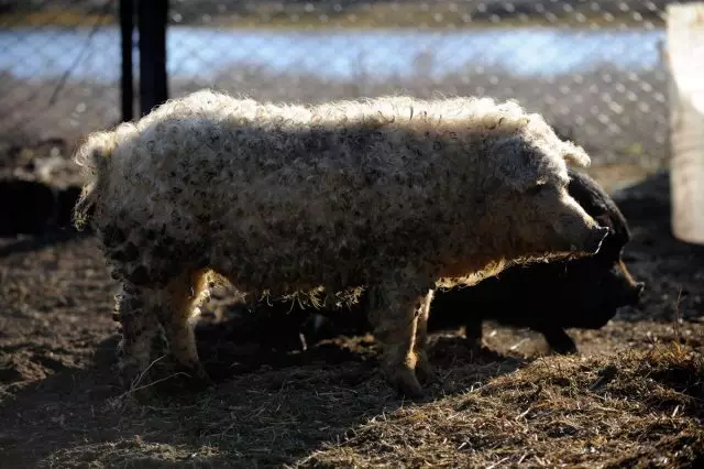 Mangal (Moğol) cinsinin domuzları: açıklama ve fotoğraflar, özellikler, yorumlar 4026_3