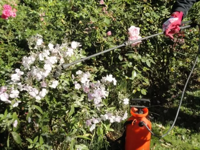 Plagas y enfermedades del phlox con fotos y métodos de tratamiento: una descripción de cómo y qué tratar. 4051_25