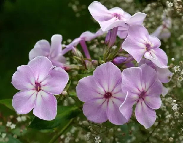 Ọrịa na ọrịa nke phlox nwere foto na usoro ọgwụgwọ: nkọwapụta etu na ihe a ga -esi gwọọ ya 4051_27