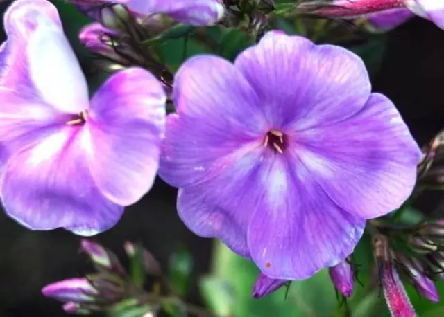 ສັດຕູພືດແລະພະຍາດຂອງ phlox ດ້ວຍຮູບພາບແລະວິທີການປິ່ນປົວ: ລາຍລະອຽດຂອງວິທີການແລະສິ່ງທີ່ຄວນປິ່ນປົວ 4051_29