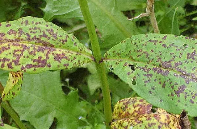 Suratlar we bejerginiň usullary bilen phlox zyýan berijiler we keseller: nädip we nädip bejermelidiginiň beýany 4051_5