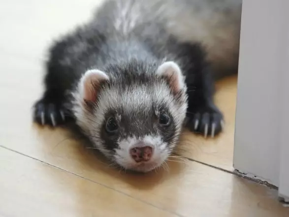 Ferret igenda yijimye kandi ikabyimba: kuki nicyo gukora 4053_6