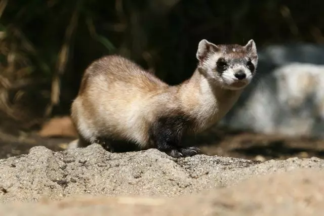 Iyo ferret inotaridzika sei: mapikicha, mhando, maberekero, zvinonakidza chokwadi 4054_1