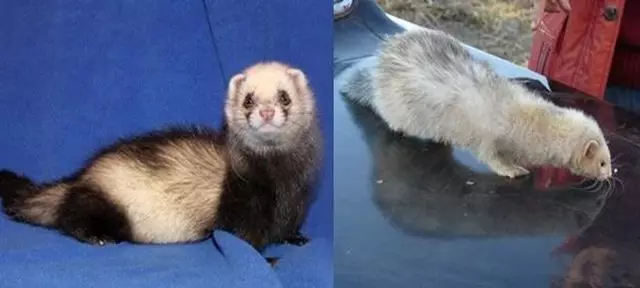 Iyo ferret inotaridzika sei: mapikicha, mhando, maberekero, zvinonakidza chokwadi 4054_10