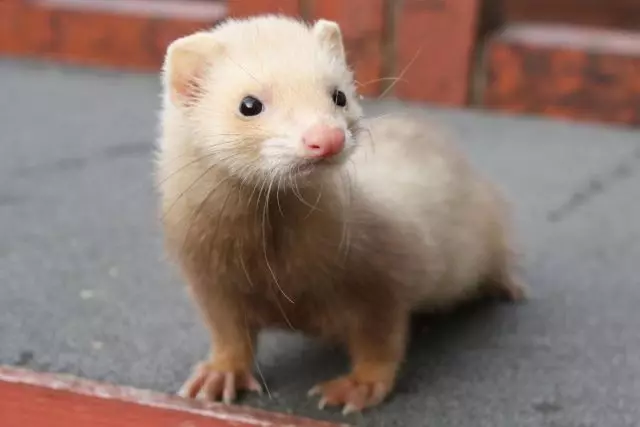 Iyo ferret inotaridzika sei: mapikicha, mhando, maberekero, zvinonakidza chokwadi 4054_11