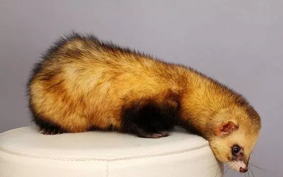 Iyo ferret inotaridzika sei: mapikicha, mhando, maberekero, zvinonakidza chokwadi 4054_12