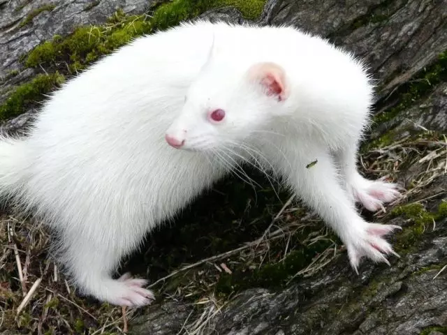 Iyo ferret inotaridzika sei: mapikicha, mhando, maberekero, zvinonakidza chokwadi 4054_13