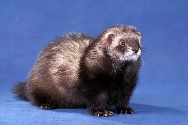 Iyo ferret inotaridzika sei: mapikicha, mhando, maberekero, zvinonakidza chokwadi 4054_15