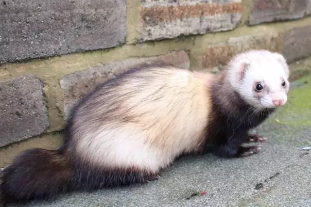 Iyo ferret inotaridzika sei: mapikicha, mhando, maberekero, zvinonakidza chokwadi 4054_16