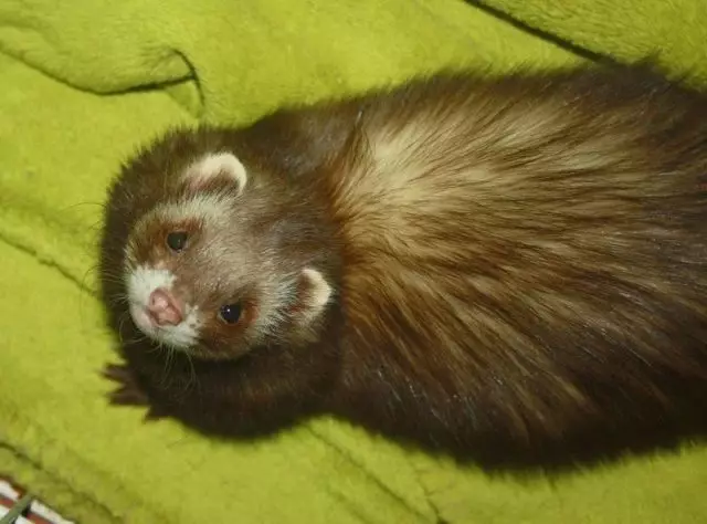 Iyo ferret inotaridzika sei: mapikicha, mhando, maberekero, zvinonakidza chokwadi 4054_18