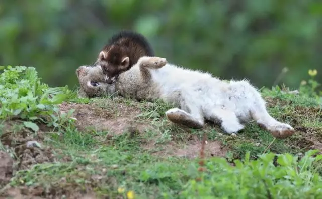 Iyo ferret inotaridzika sei: mapikicha, mhando, maberekero, zvinonakidza chokwadi 4054_2