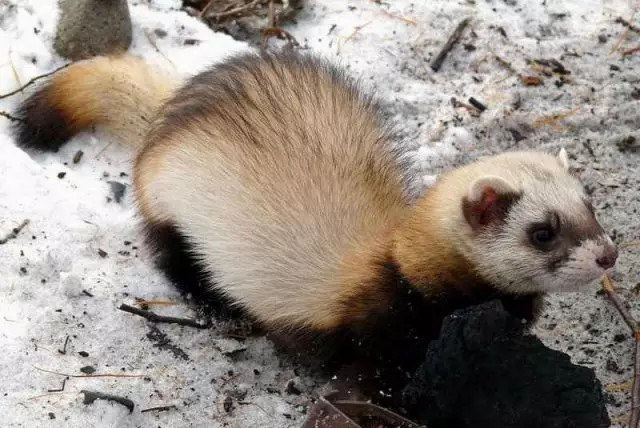 Iyo ferret inotaridzika sei: mapikicha, mhando, maberekero, zvinonakidza chokwadi 4054_22