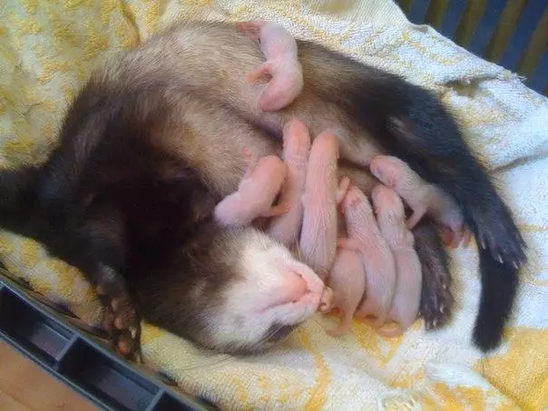 Iyo ferret inotaridzika sei: mapikicha, mhando, maberekero, zvinonakidza chokwadi 4054_3