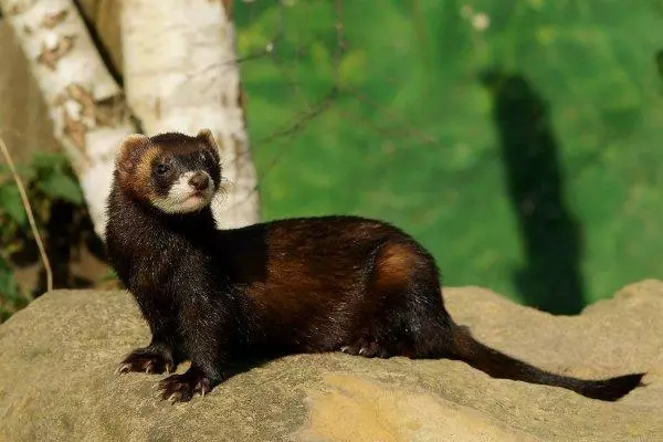 Iyo ferret inotaridzika sei: mapikicha, mhando, maberekero, zvinonakidza chokwadi 4054_4