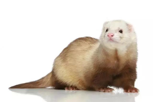 Iyo ferret inotaridzika sei: mapikicha, mhando, maberekero, zvinonakidza chokwadi 4054_41