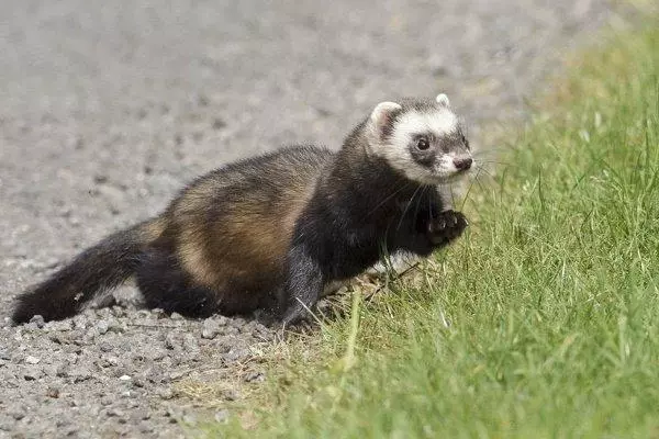 Iyo ferret inotaridzika sei: mapikicha, mhando, maberekero, zvinonakidza chokwadi 4054_5