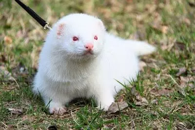 Iyo ferret inotaridzika sei: mapikicha, mhando, maberekero, zvinonakidza chokwadi 4054_8