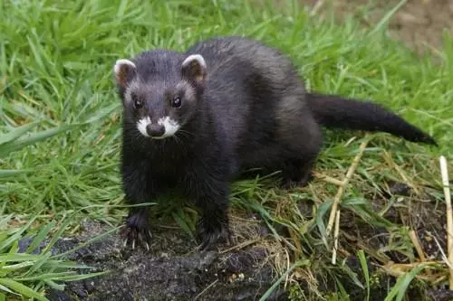 Iyo ferret inotaridzika sei: mapikicha, mhando, maberekero, zvinonakidza chokwadi 4054_9