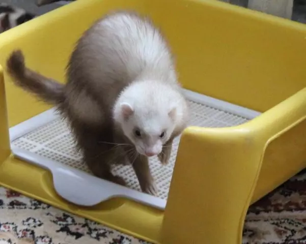 Ferret home: pag-aalaga at pagpapanatili, pagsusuri, larawan, video, kung paano paamuin, paano maligo 4062_12