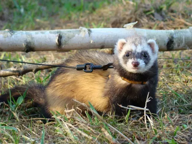 Ferret home: pag-aalaga at pagpapanatili, pagsusuri, larawan, video, kung paano paamuin, paano maligo 4062_17