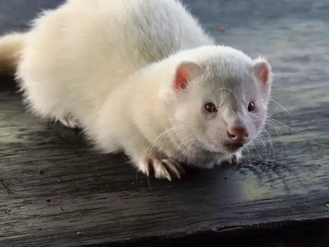 Ferret home: pag-aalaga at pagpapanatili, pagsusuri, larawan, video, kung paano paamuin, paano maligo 4062_3