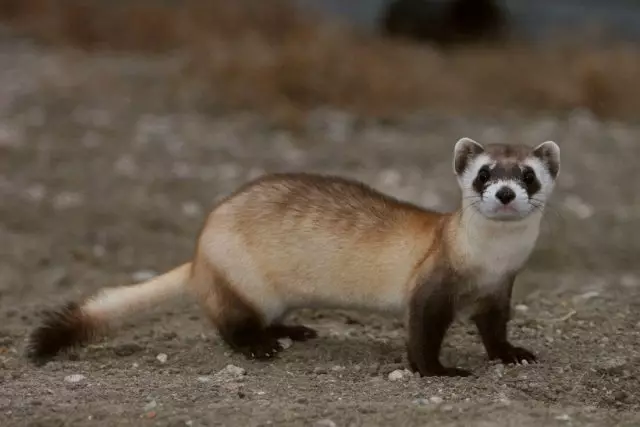 Ferret home: pag-aalaga at pagpapanatili, pagsusuri, larawan, video, kung paano paamuin, paano maligo 4062_7