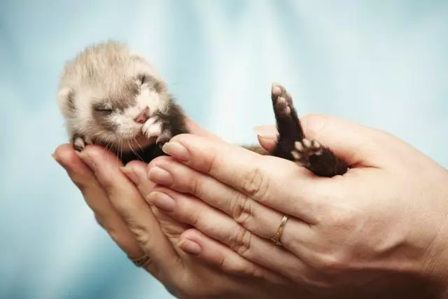 Ferret home: pag-aalaga at pagpapanatili, pagsusuri, larawan, video, kung paano paamuin, paano maligo 4062_8