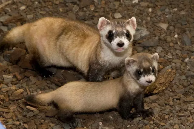 Ferret home: pag-aalaga at pagpapanatili, pagsusuri, larawan, video, kung paano paamuin, paano maligo 4062_9