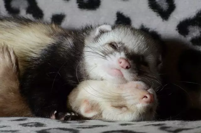 Ferret sneeze lan batuk banget: alasan apa sing kudu ditindakake 4063_1