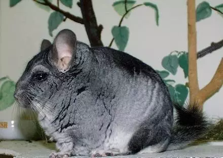 Chinchilla: การดูแลและบำรุงรักษาที่บ้าน 4068_1