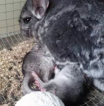 Chinchilla: cuidado y mantenimiento a domicilio. 4068_12