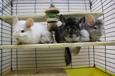 Chinchilla: การดูแลและบำรุงรักษาที่บ้าน 4068_2