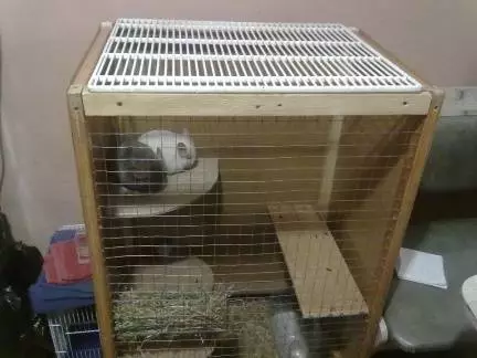 Chinchilla: verzorging en onderhoud thuis 4068_5