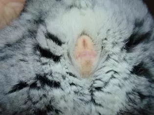 Chinchilla: verzorging en onderhoud thuis 4068_7