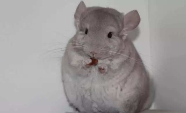 Chinchilla: verzorging en onderhoud thuis 4068_9