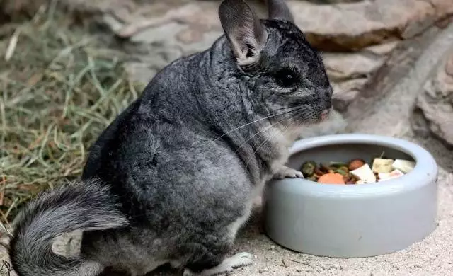 Que alimentar a chinchilla: unha lista de cousas que non hai que facer 4069_4