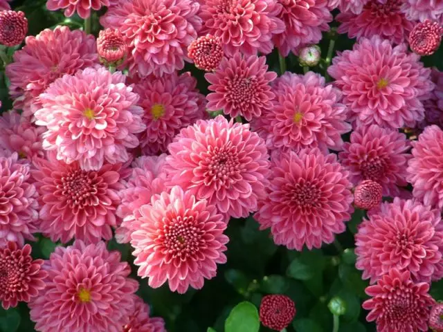 Large chrysanthemums: description, varieties, planting and care, formation, reproduction, photo 4071_1