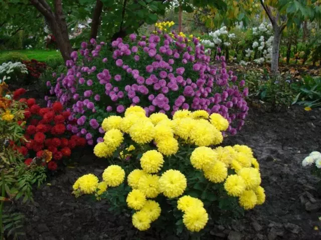 Große Chrysanthemen: Beschreibung, Sorten, Pflanzung und Pflege, Bildung, Fortpflanzung, Foto 4071_10