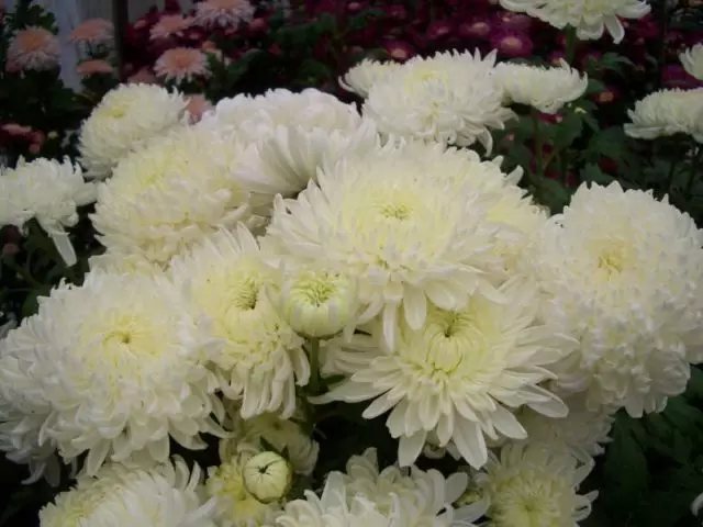 Loj chrysanthemums: kev piav qhia, ntau yam, cog thiab saib xyuas, tsim, luam tawm, yees duab 4071_2