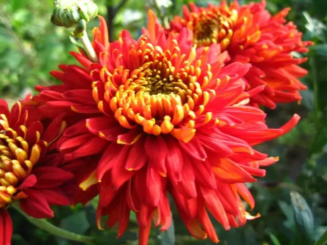 Loj chrysanthemums: kev piav qhia, ntau yam, cog thiab saib xyuas, tsim, luam tawm, yees duab 4071_3