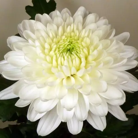 Large chrysanthemums: description, varieties, planting and care, formation, reproduction, photo 4071_4