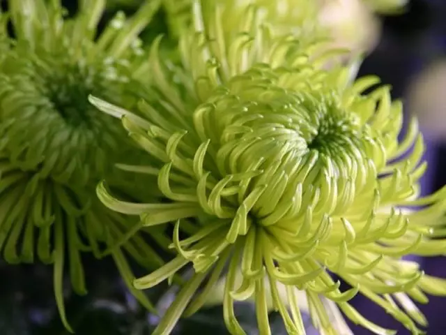 Large chrysanthemums: description, varieties, planting and care, formation, reproduction, photo 4071_5