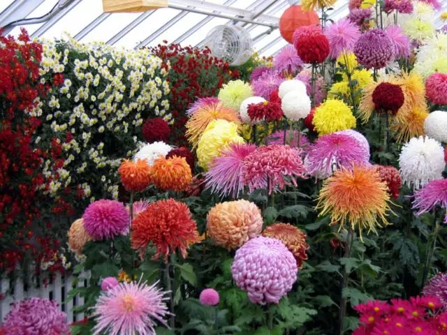 Large chrysanthemums: description, varieties, planting and care, formation, reproduction, photo 4071_8