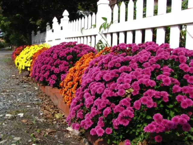 Large chrysanthemums: description, varieties, planting and care, formation, reproduction, photo 4071_9