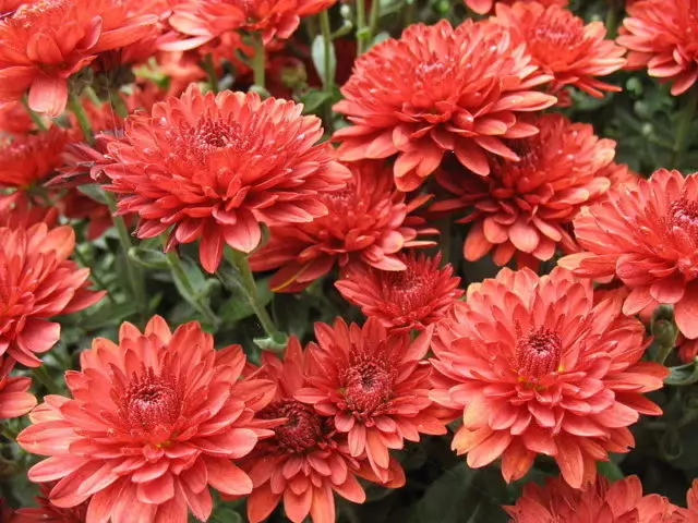 Red chrysanthemums: nkọwa, ha bụ agba a, ụdị ewu ewu, foto 4075_1