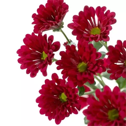 Red chrysanthemums: nkọwa, ha bụ agba a, ụdị ewu ewu, foto 4075_15