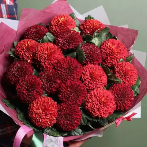 Rote Chrysanthemen: Beschreibung, haben sie diese Farbe, beliebte Sorten, Foto 4075_19