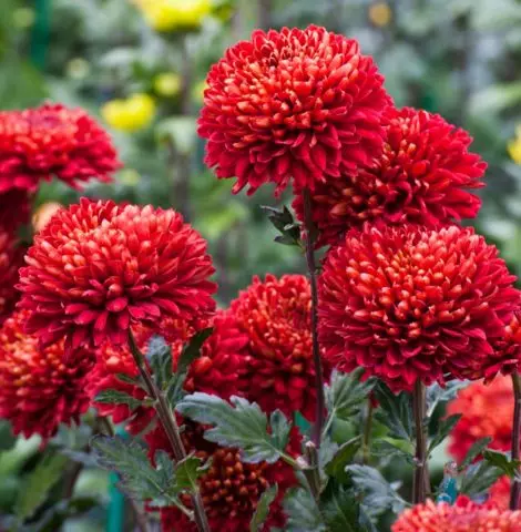 Red chrysanthemums: nkọwa, ha bụ agba a, ụdị ewu ewu, foto 4075_2