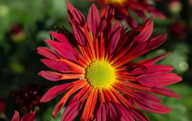 Red chrysanthemums: nkọwa, ha bụ agba a, ụdị ewu ewu, foto 4075_3