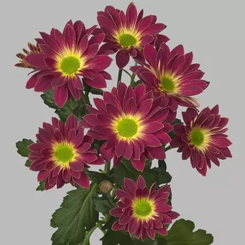 Red chrysanthemums: nkọwa, ha bụ agba a, ụdị ewu ewu, foto 4075_4